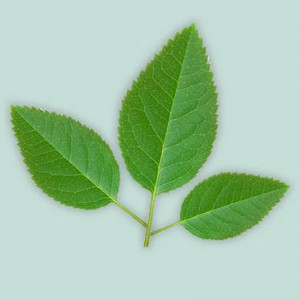 Köp Rosblad utstickare från FMM online Lyckasmedmat.se